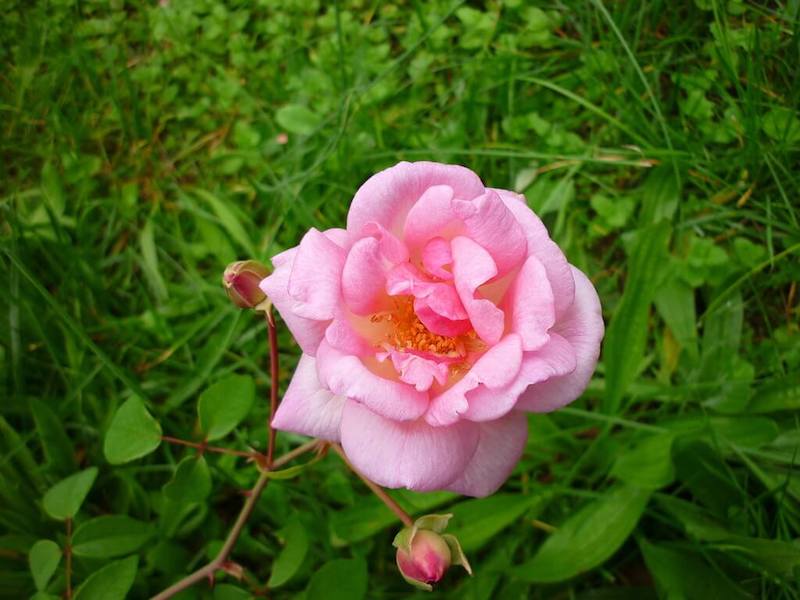 Rose | Piccolo Roseto Giovanni Chilanti
